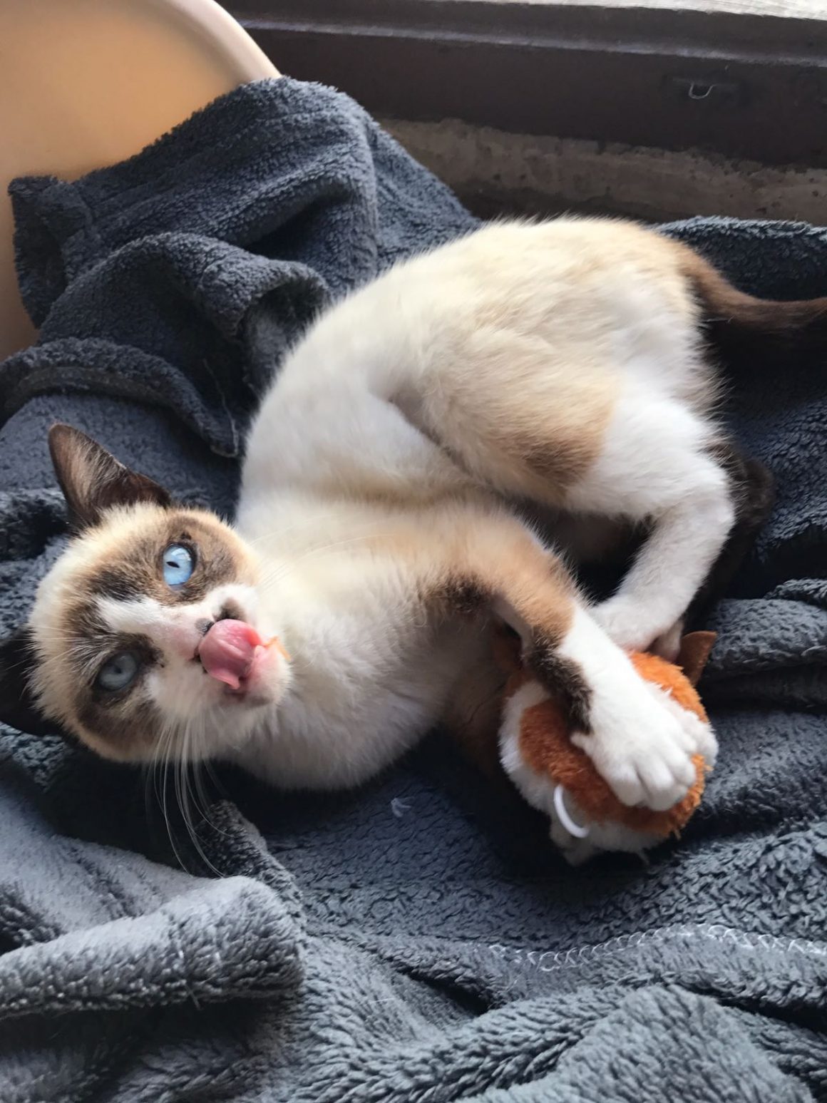 Mapache en adopción - Gata en adopción - Huellas Callejeras Castellón