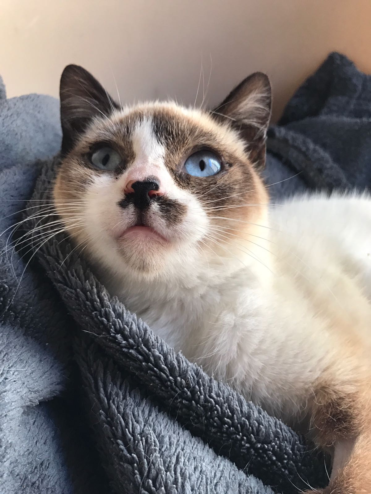 Mapache en adopción - Gata en adopción - Huellas Callejeras Castellón