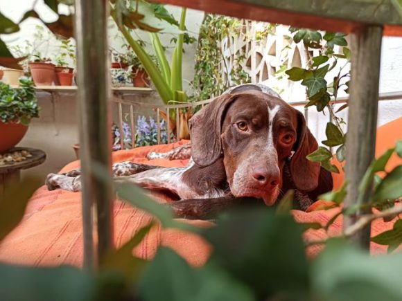 Urko - Perros en adopción - Adopta en Huellas Callejeras