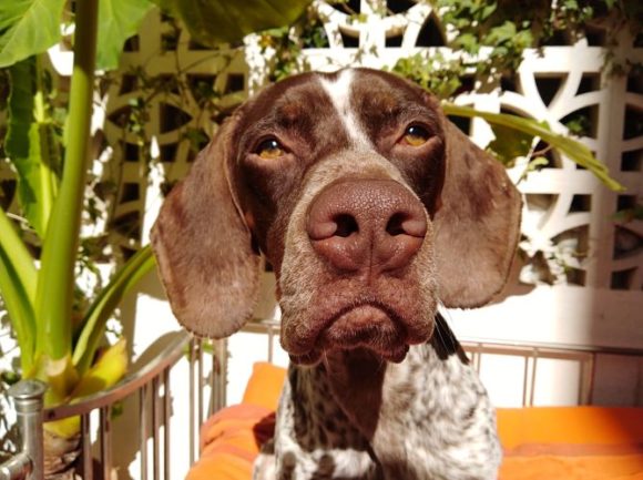 Urko - Perros en adopción - Adopta en Huellas Callejeras