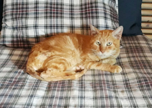 COBI - Huellas Callejeras