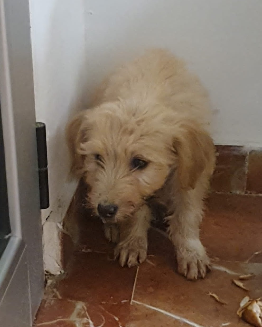 P1510 - PIPO - Perros en adopción - Asoc. Huellas Callejeras