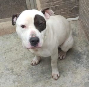 P1619 - DRAKE - Perros en adopción - Asoc. Huellas Callejeras