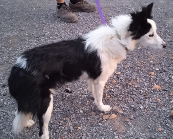 P1837 - ARI - Perros en adopción - Asoc. Huellas Callejeras