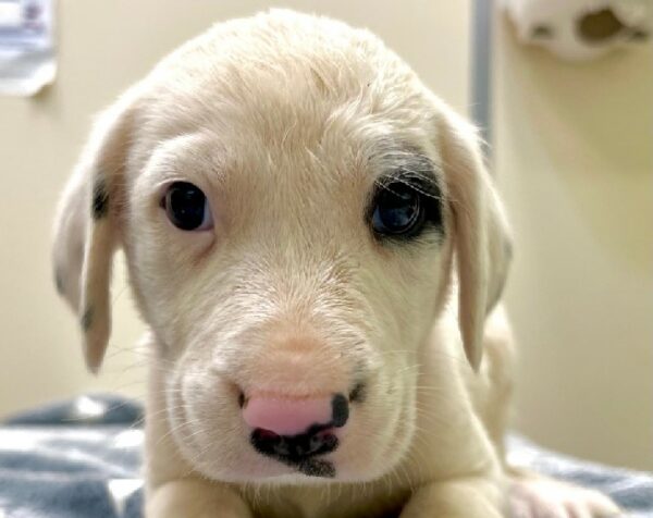 PERROS EN ADOPCIÓN - Adopta un perro - Huellas Callejeras