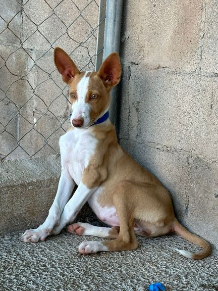 P2087- Alma- Perros en adopción - Adopta en Huellas Callejeras